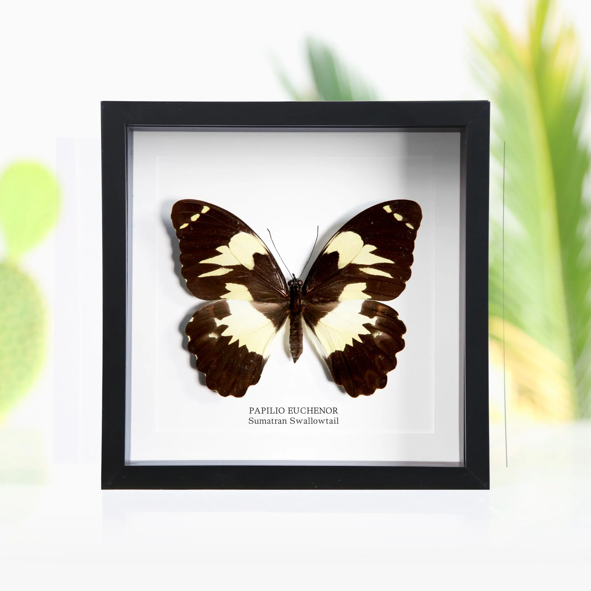 Framed Amber Phantom | Haetera Piera | The Bug Club