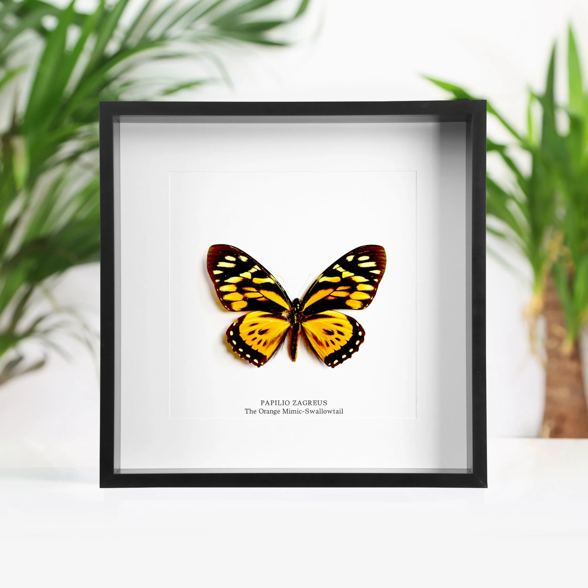 Framed Amber Phantom | Haetera Piera | The Bug Club