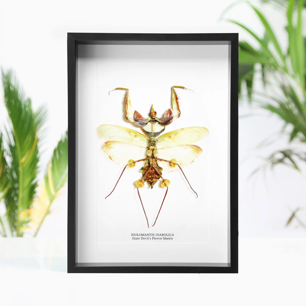 Giant Devil Mantis