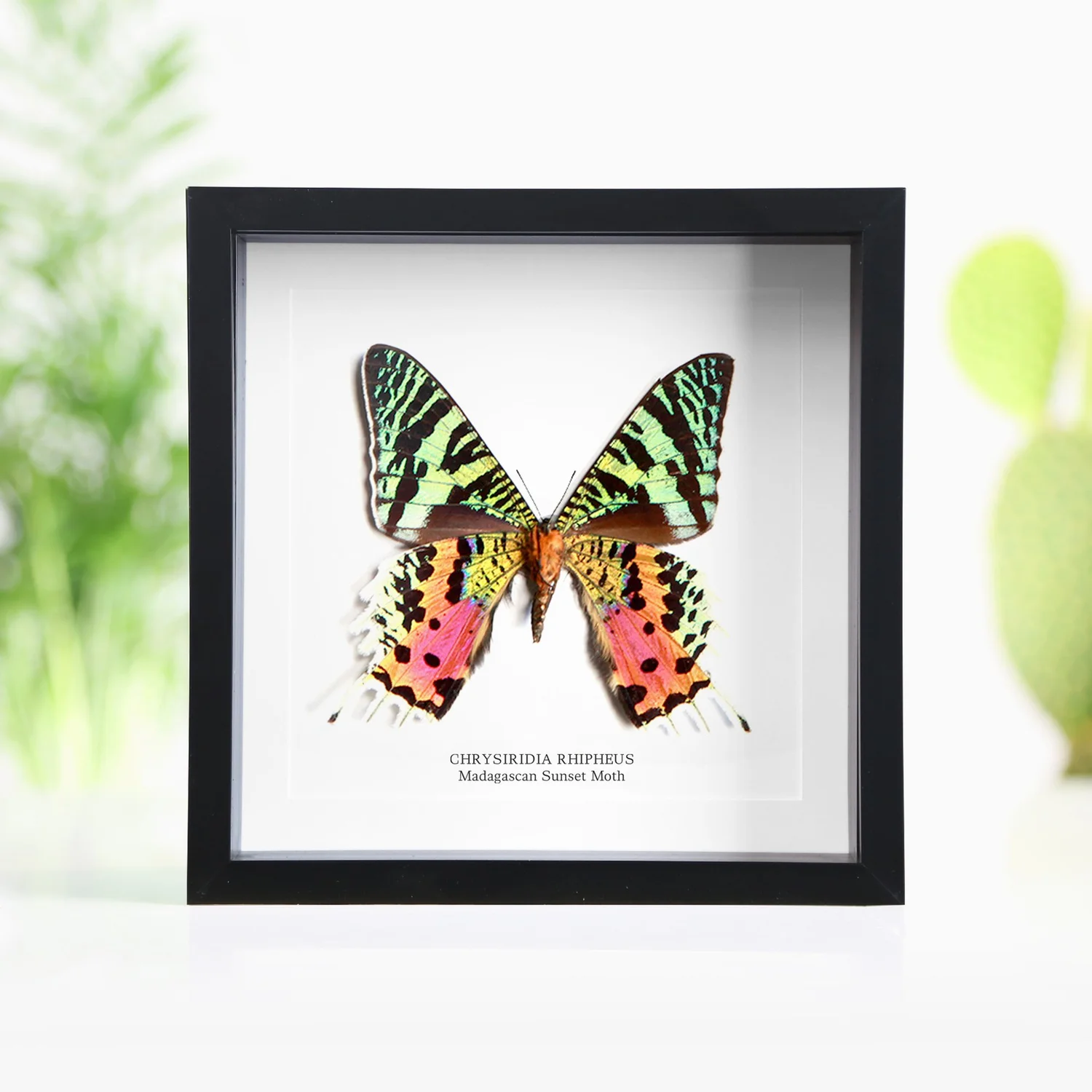 Real Framed Insects - Butterflies, Beetles, Moths and more | The Bug Club