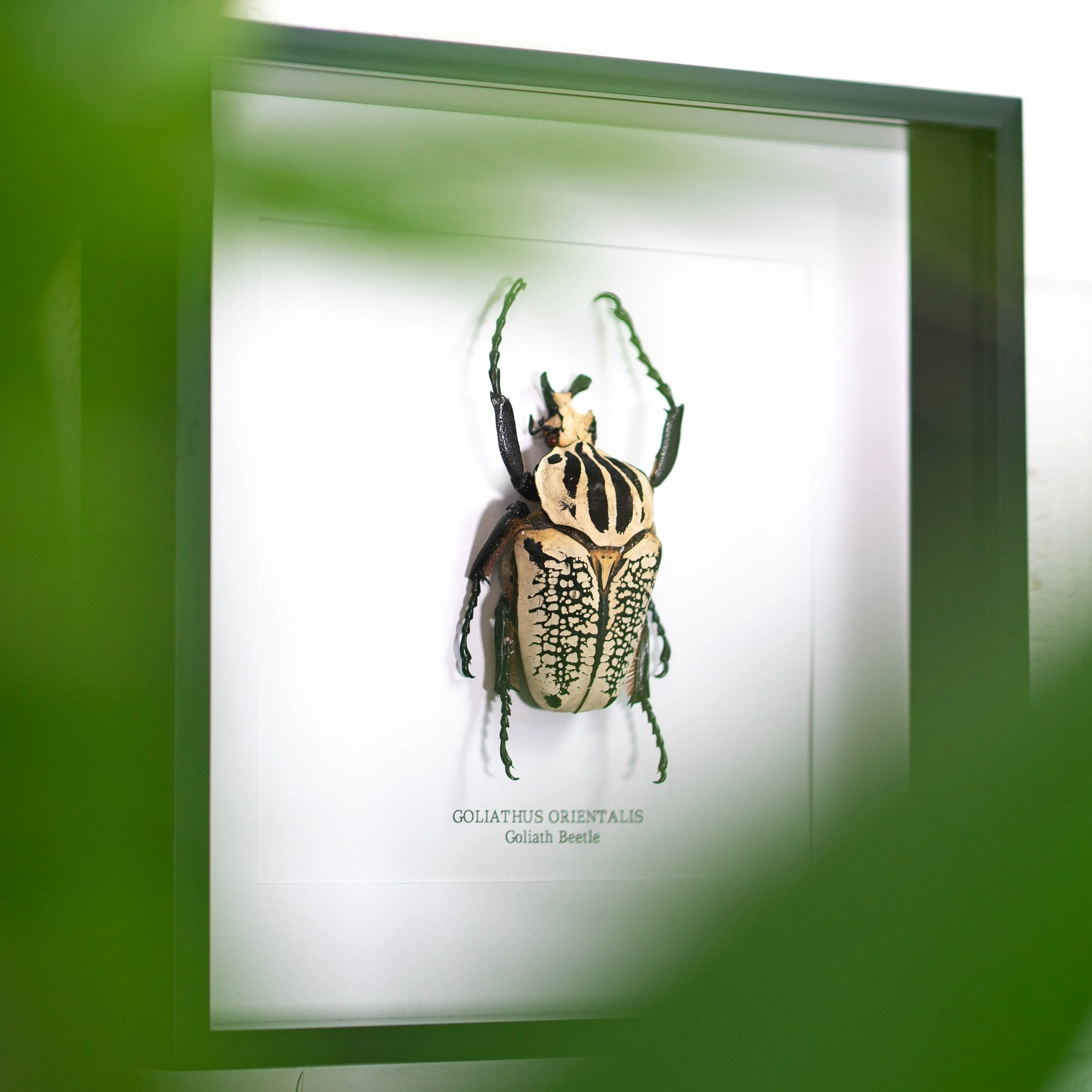 Beetle Collection