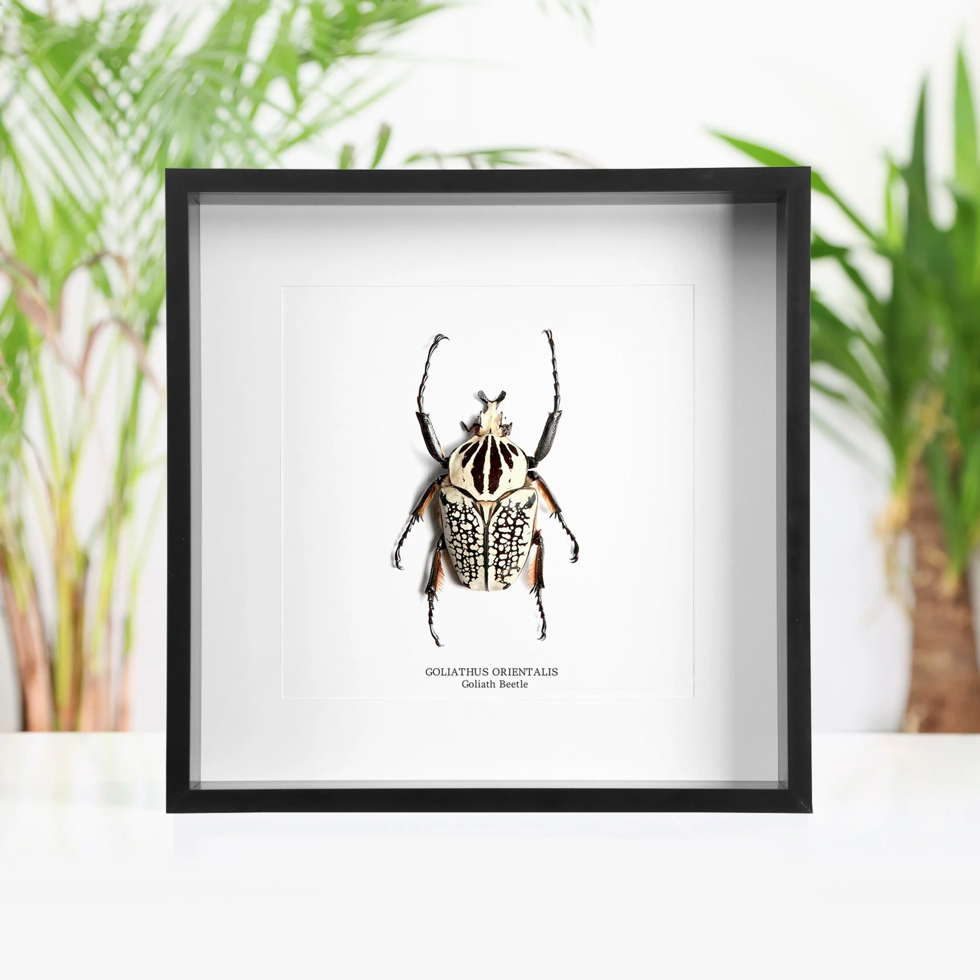 Beetle Collection