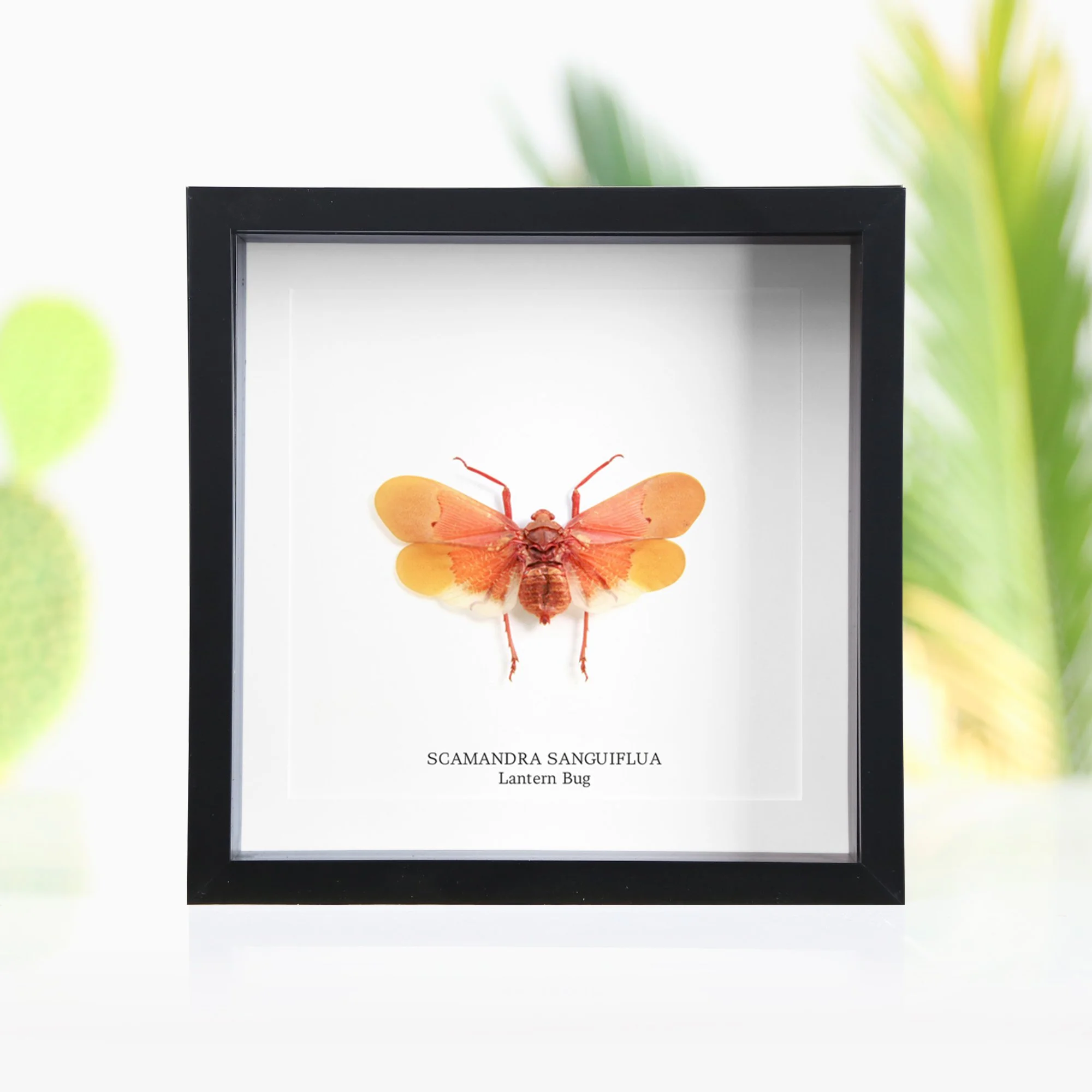 Framed Crowned Stick Insect Onchestus Rentzi The Bug Club