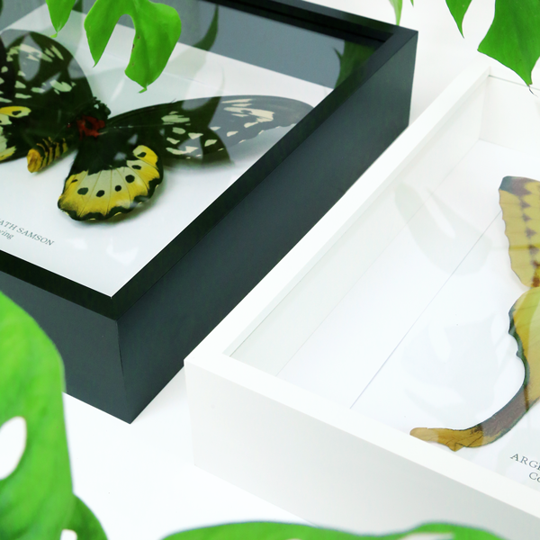 Real Framed Insects - Butterflies, Beetles, Moths and more | The Bug Club