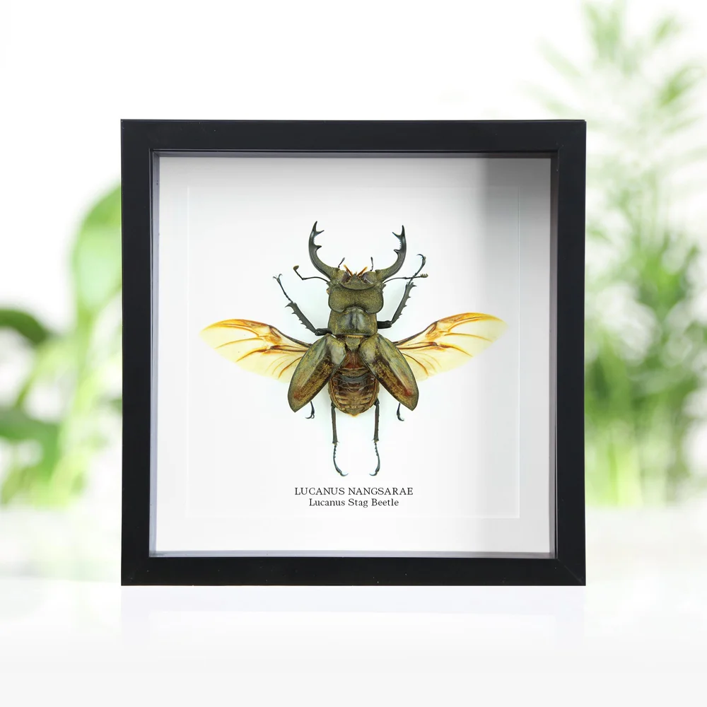 Beetle Collection