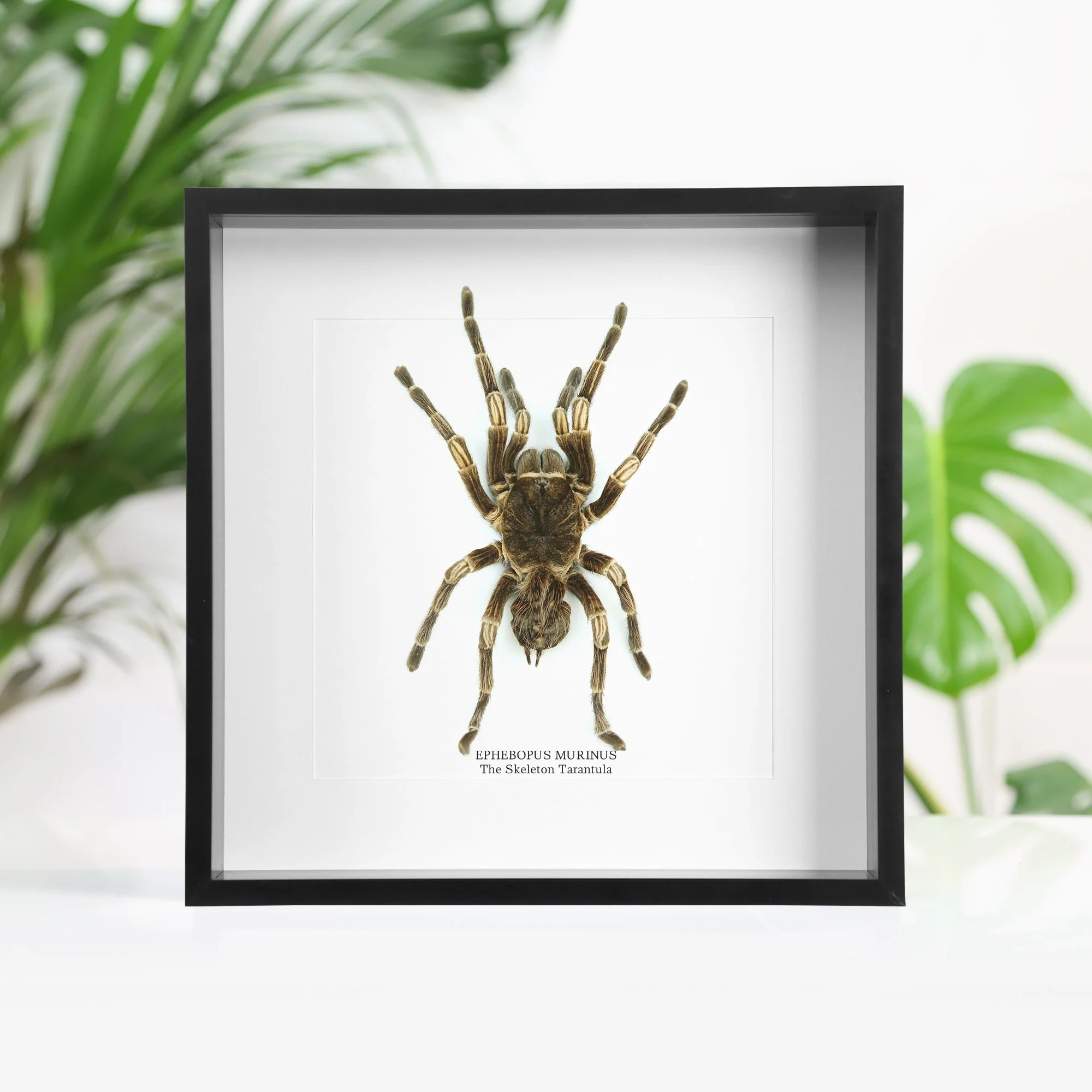 Other Cool Stuff — Real Framed Insects - Butterflies, Beetles, Moths ...