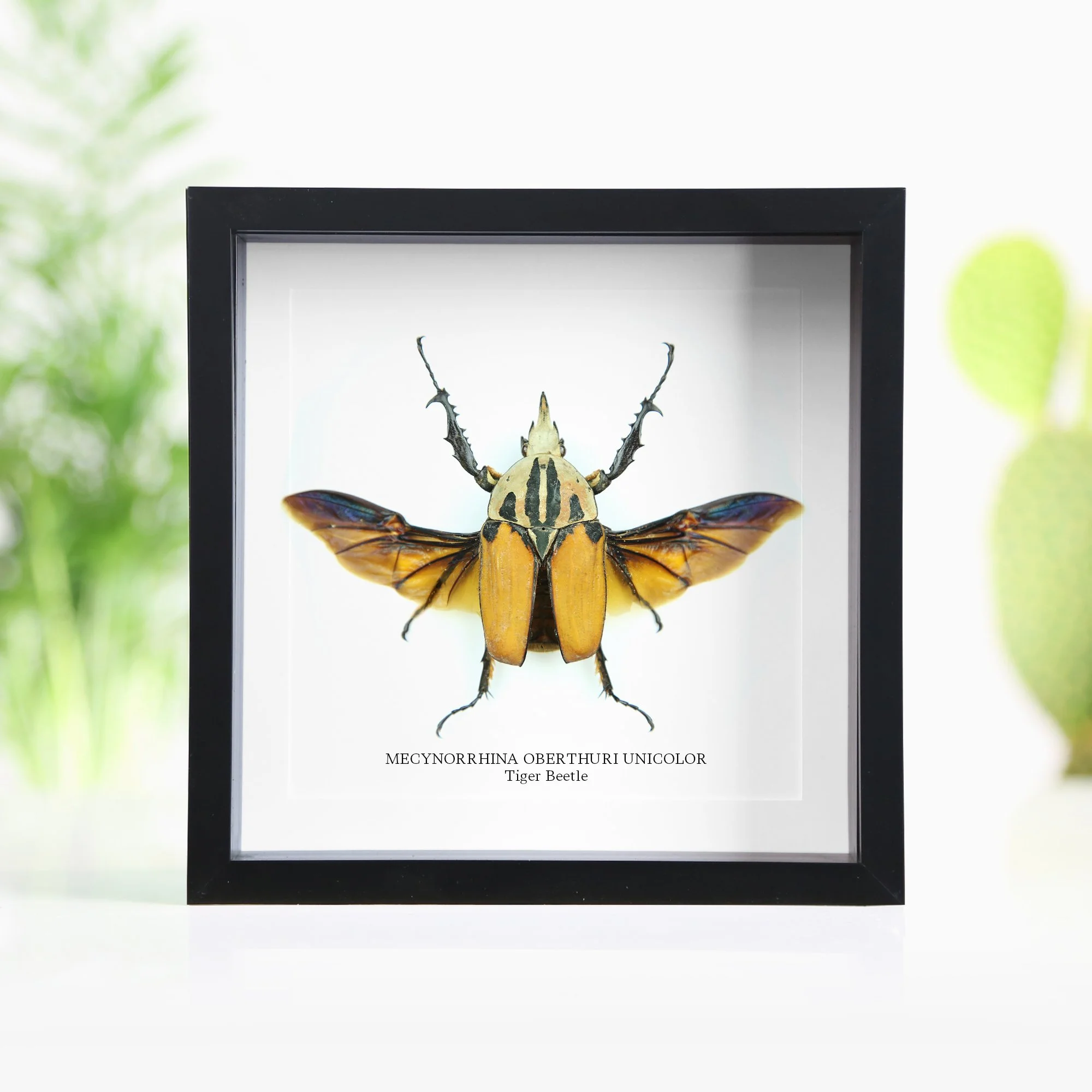 Beetle Collection