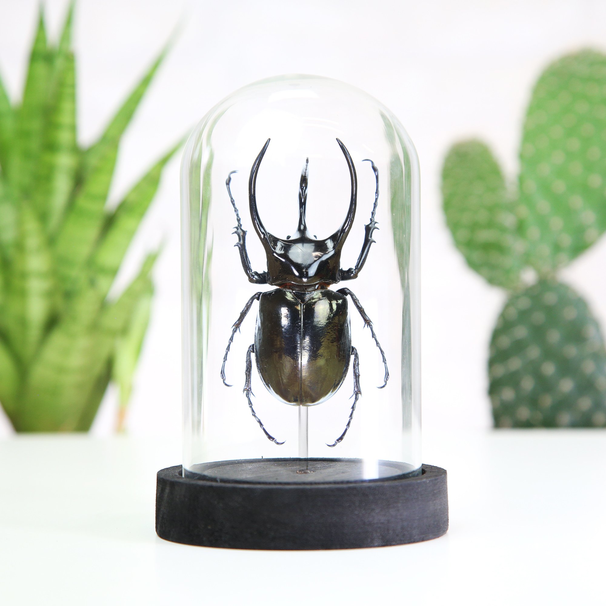 Giant Frog Beetle Bell Jar