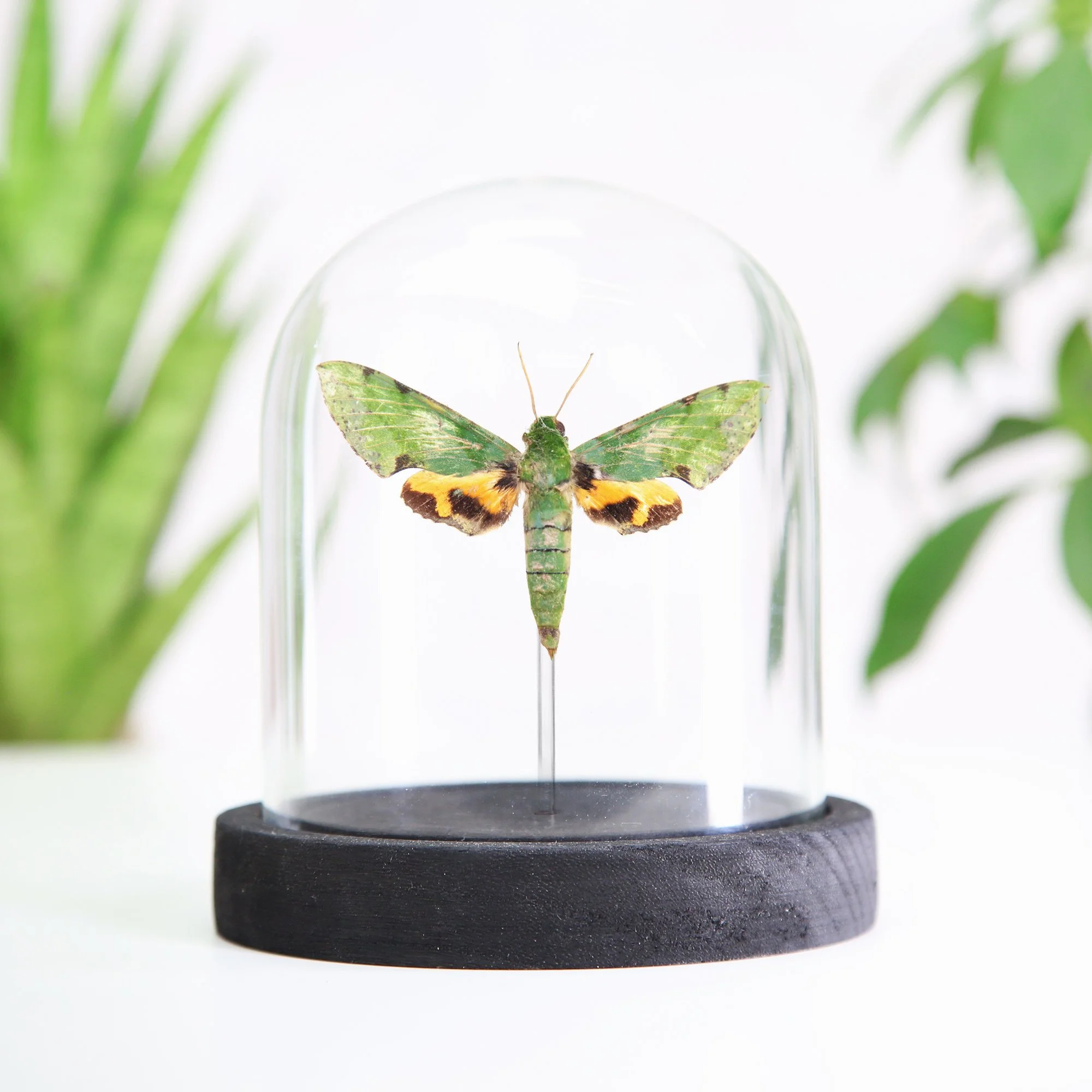 Madagascan Sunset Moth (Ventral) Bell Jar
