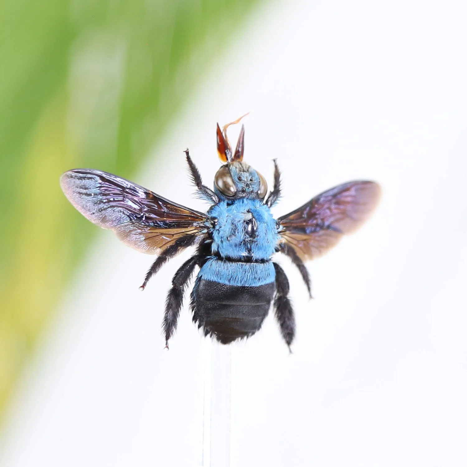 Framed Insects & Fossils For Sale | The Bug Club