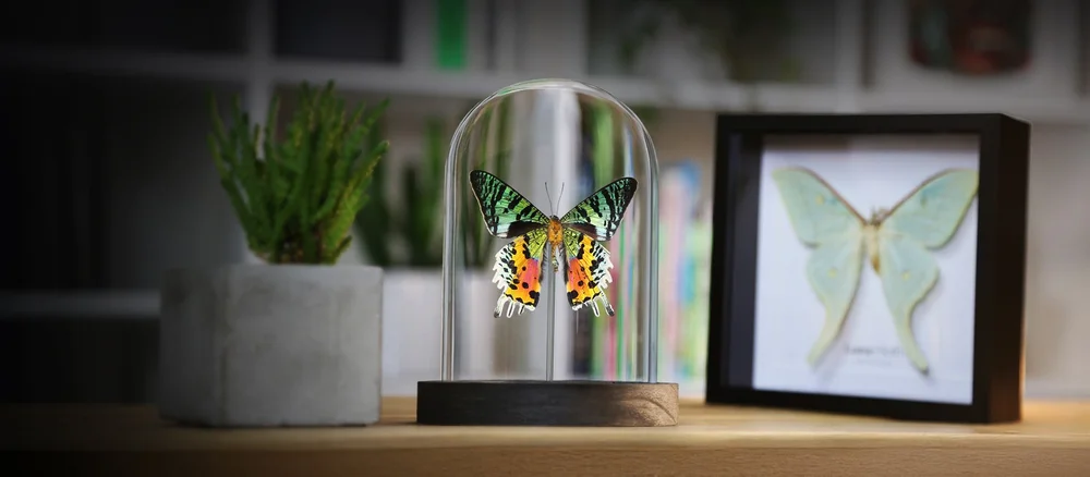 Real Framed Insects - Butterflies, Beetles, Moths and more | The Bug Club