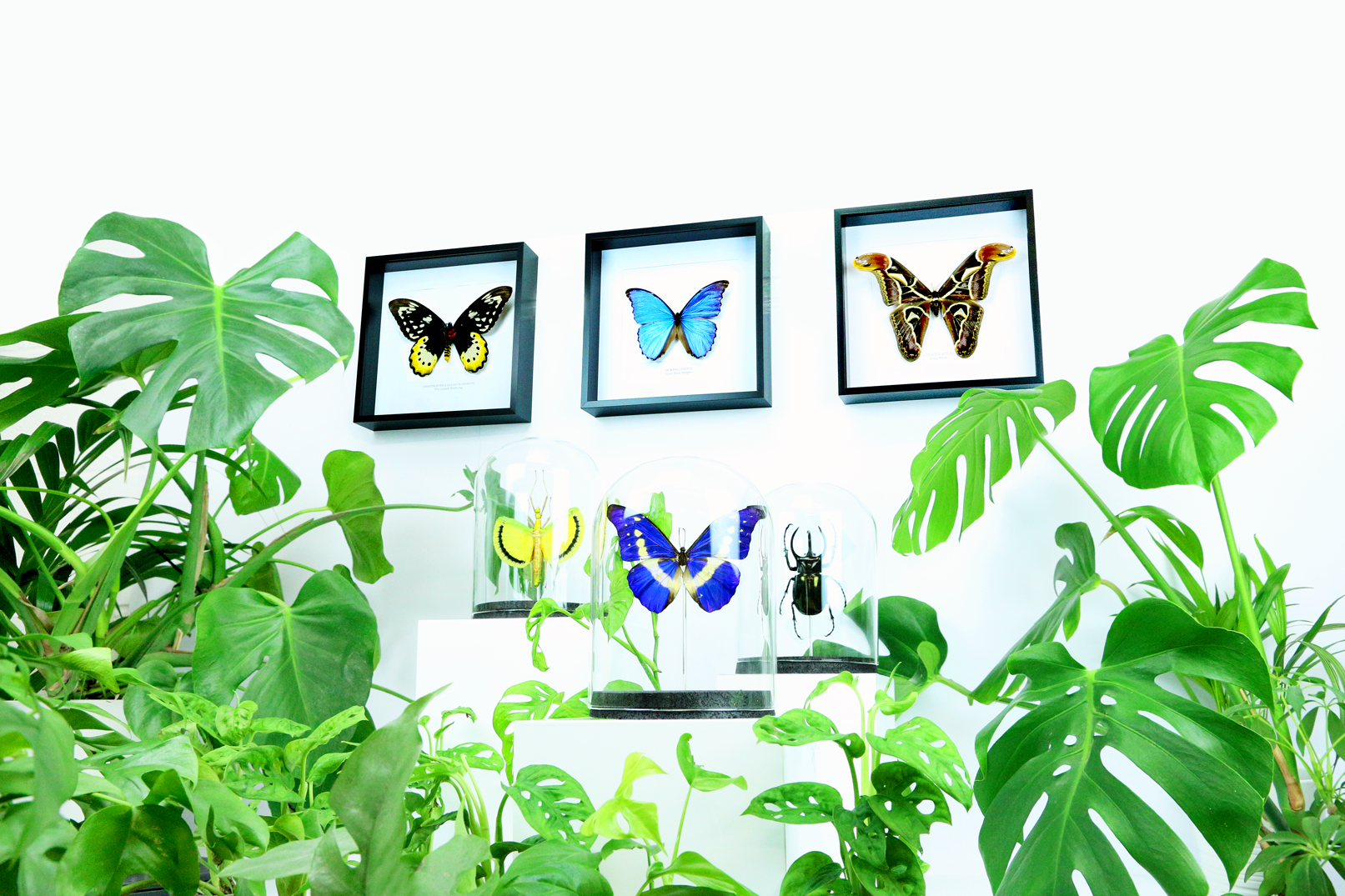 Framed Insects & Fossils For Sale | The Bug Club