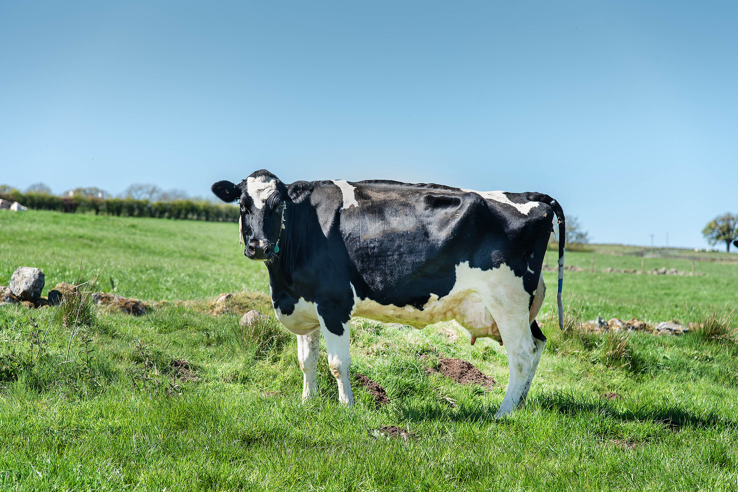 Moovin' Milk - Fresh Farm milk delivered daily