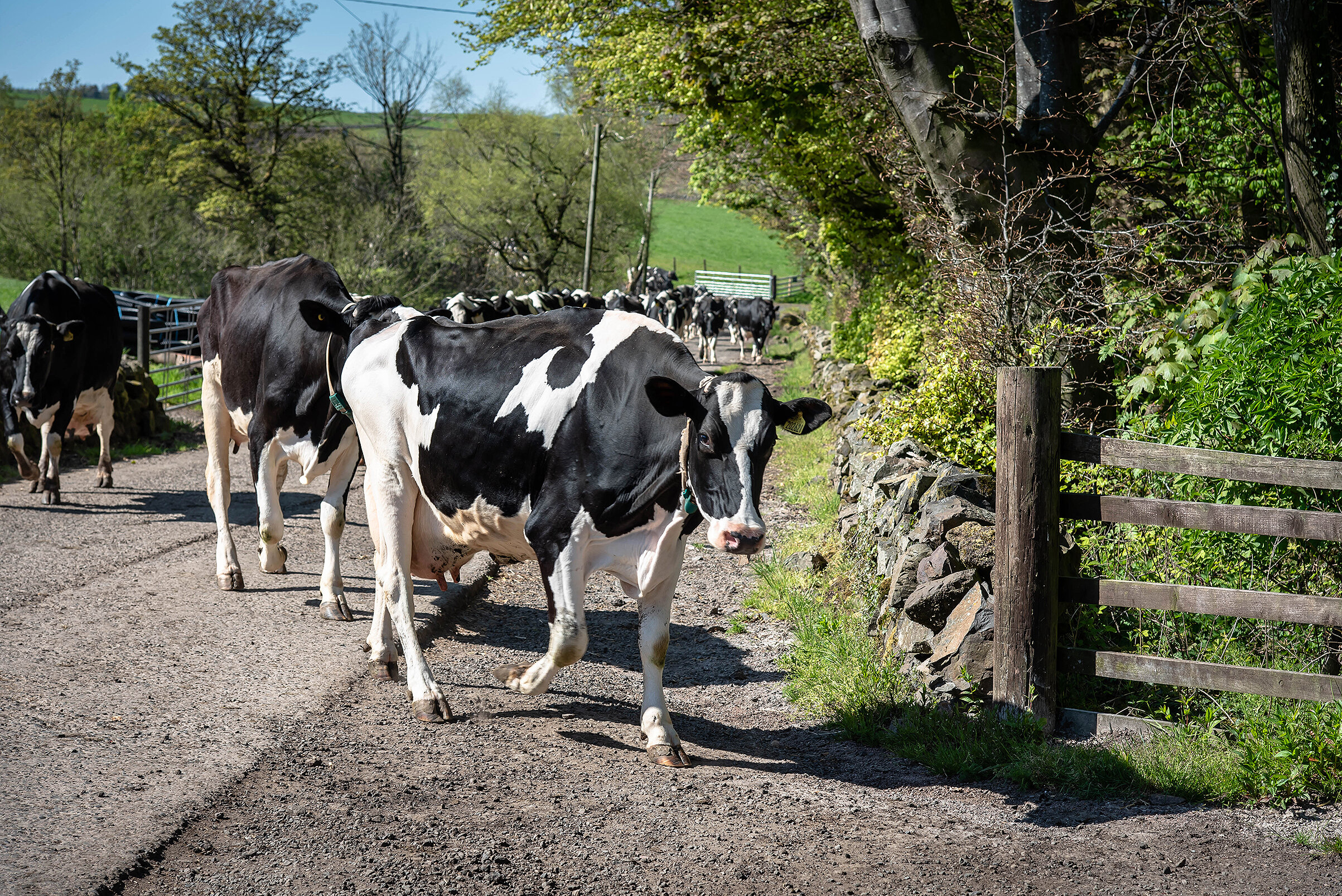 About us — Moovin Milk