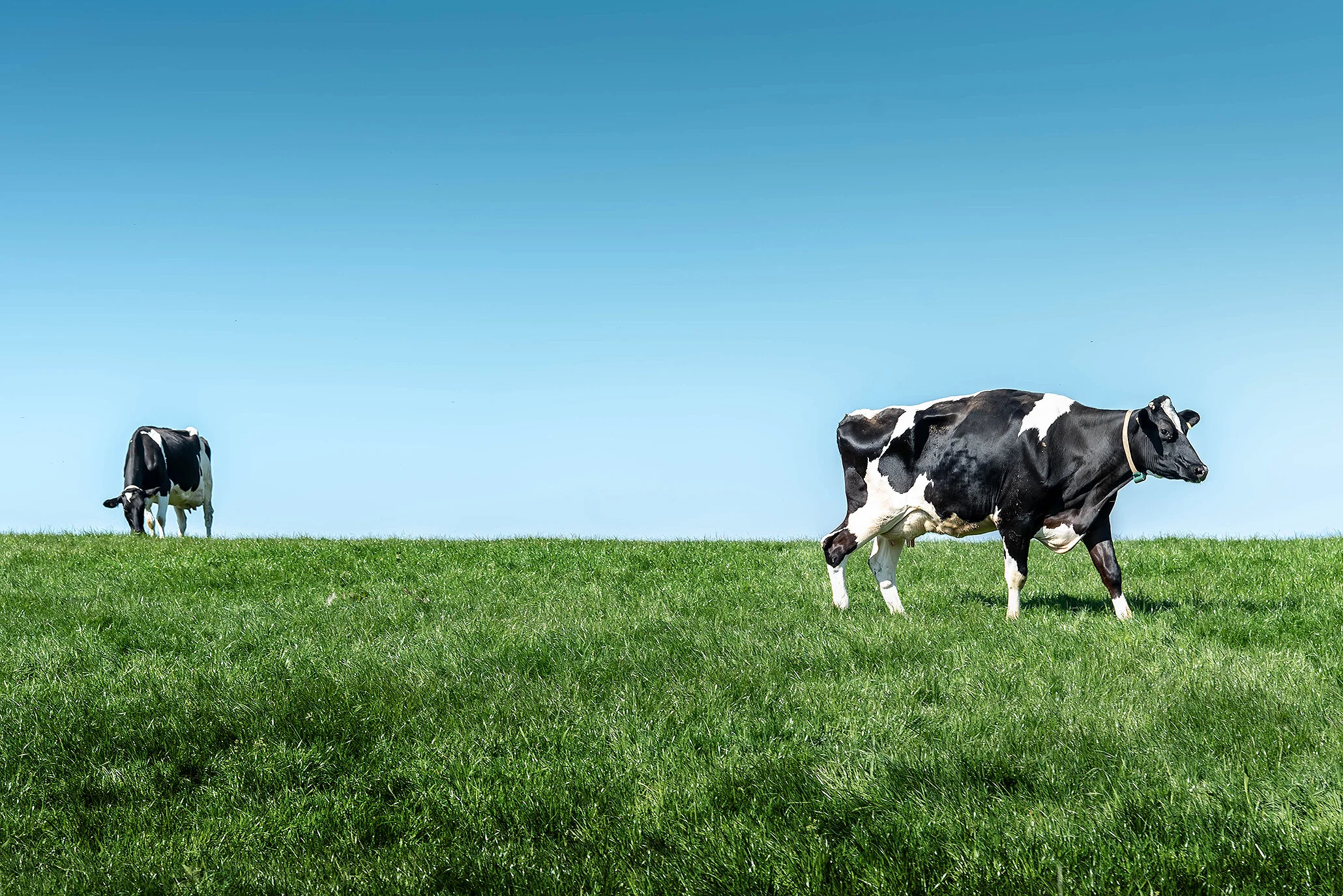 Process to our milk making — Moovin Milk