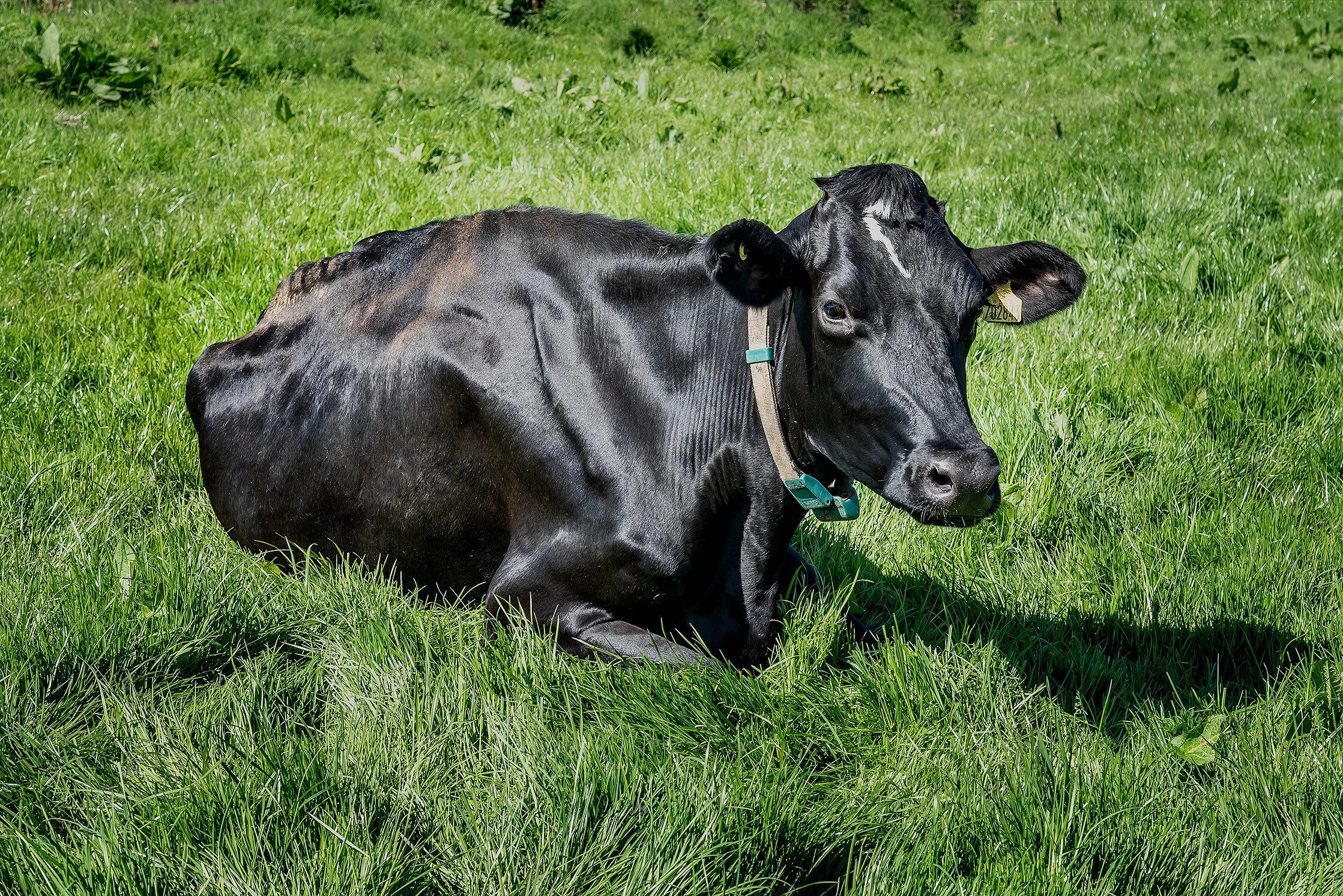 Process to our milk making — Moovin Milk