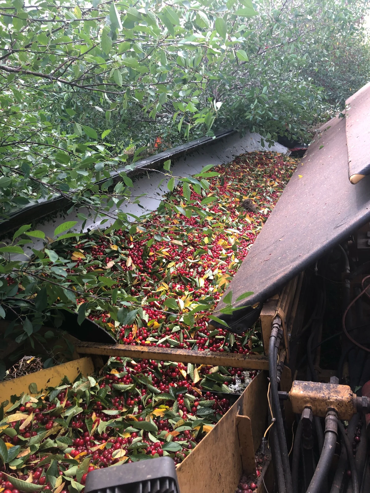 Hyline Orchard Farm Market Inc.