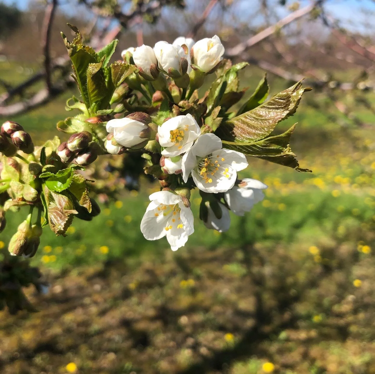 Photo Gallery | Explore Our Farm Moments Today — Hyline Orchard Farm ...