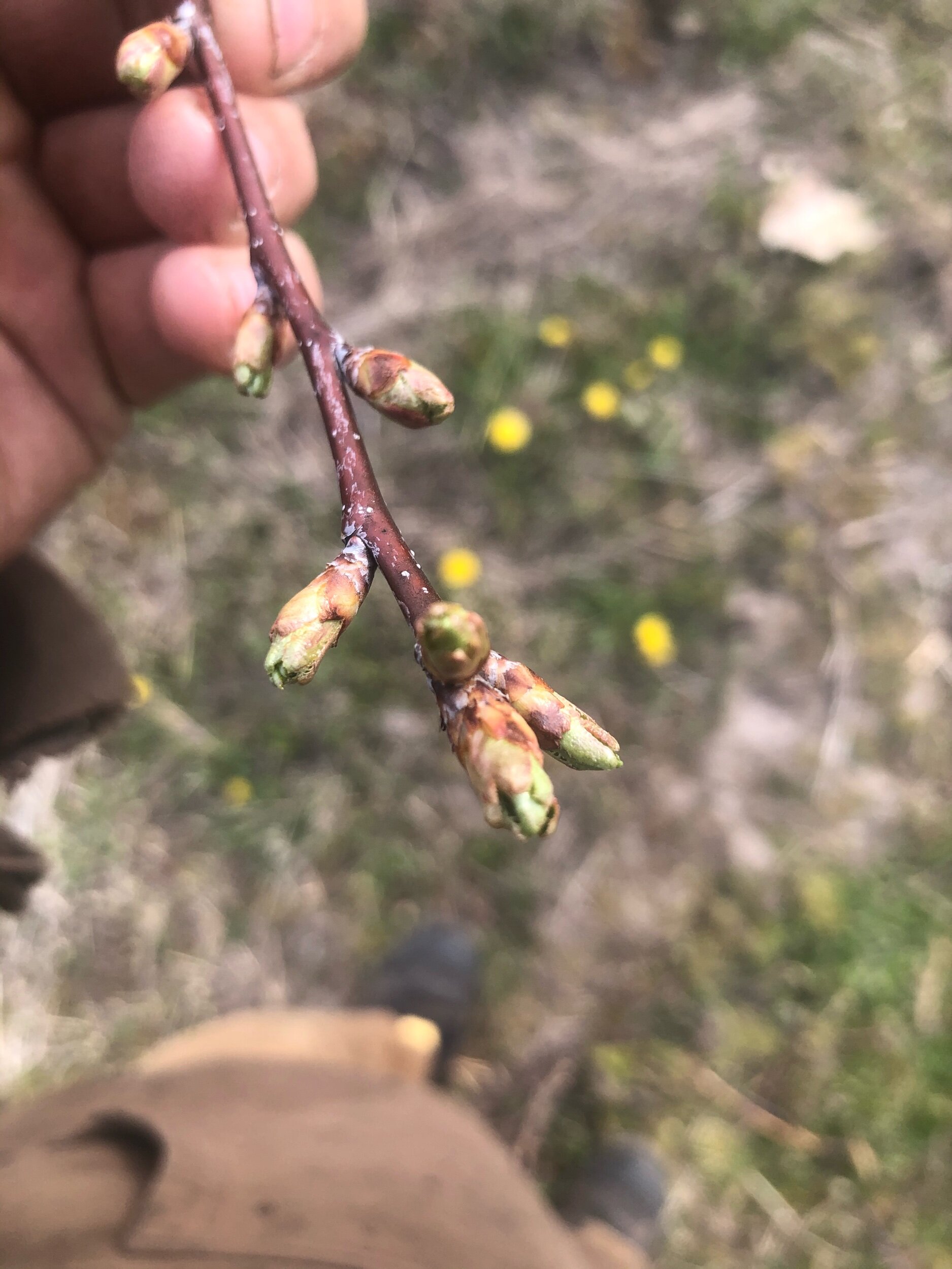 Photo Gallery — Hyline Orchard Farm Market Inc.