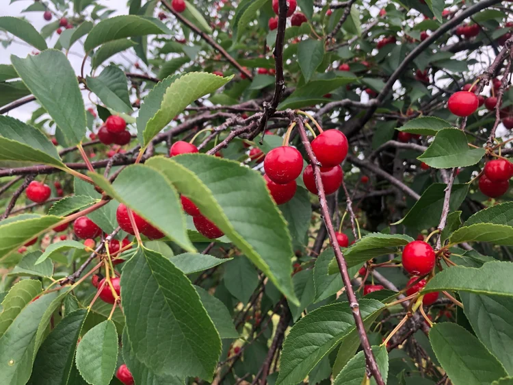 Pick your own | Come Visit Us & Pick Your Own Fruit — Hyline Orchard ...