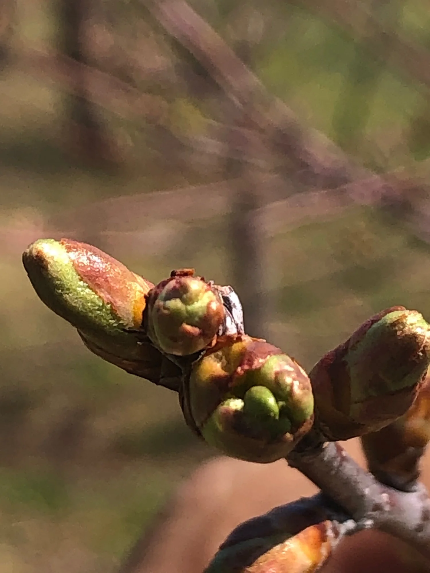 Photo Gallery — Hyline Orchard Farm Market Inc.
