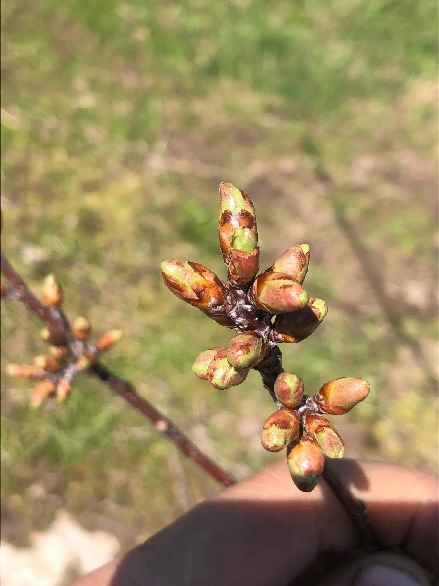 Photo Gallery | Explore Our Farm Moments Today — Hyline Orchard Farm ...