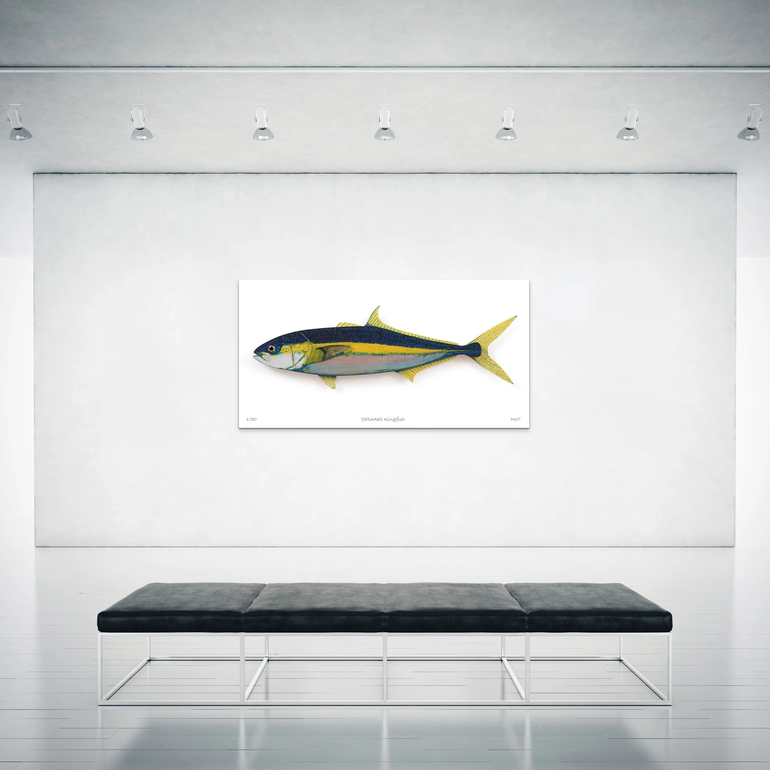 Yellowtail Kingfish — MAC-ART