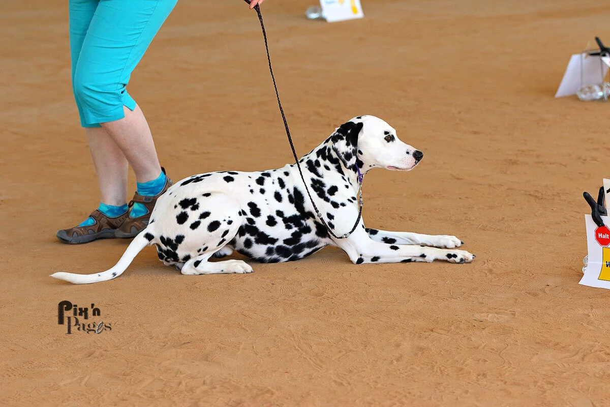 Upcoming Events — Dalmatian Club of Canada