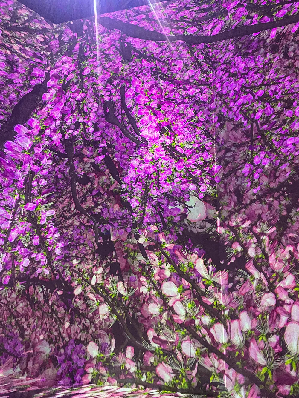 6 photos inside Artech’s Bloom exhibit — Whole Widen World