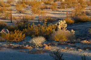 Christmas in Joshua Tree — Whole Widen World