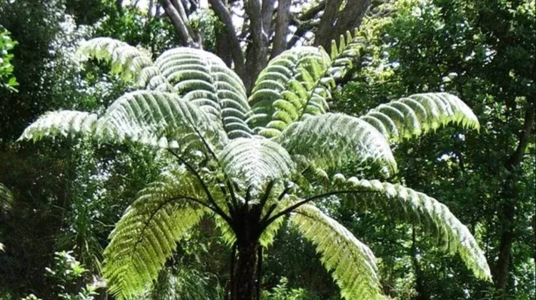 Six native plants used in Māori medicine and their benefits — Tīwaiwaka