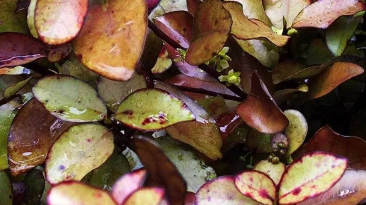 Six native plants used in Māori medicine and their benefits — Tīwaiwaka
