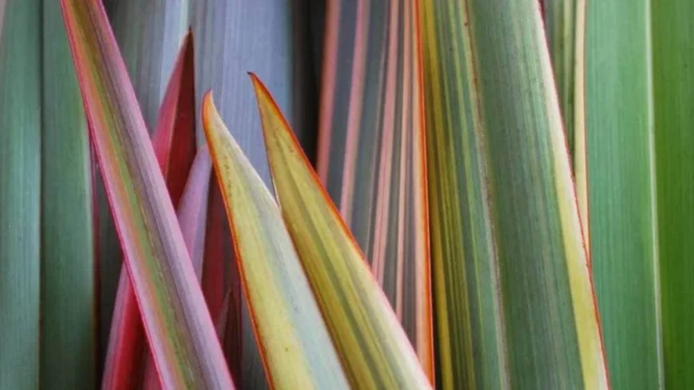 Six native plants used in Māori medicine and their benefits — Tīwaiwaka