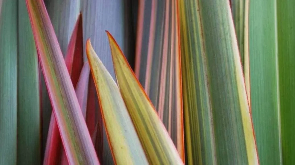Six native plants used in Māori medicine and their benefits — Tīwaiwaka