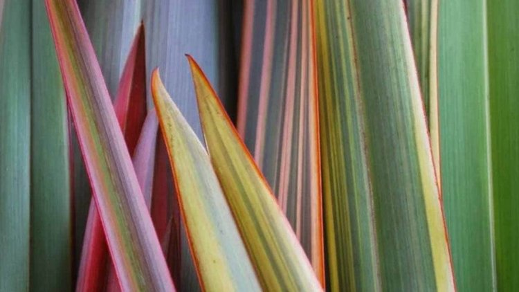 Six native plants used in Māori medicine and their benefits — Tīwaiwaka