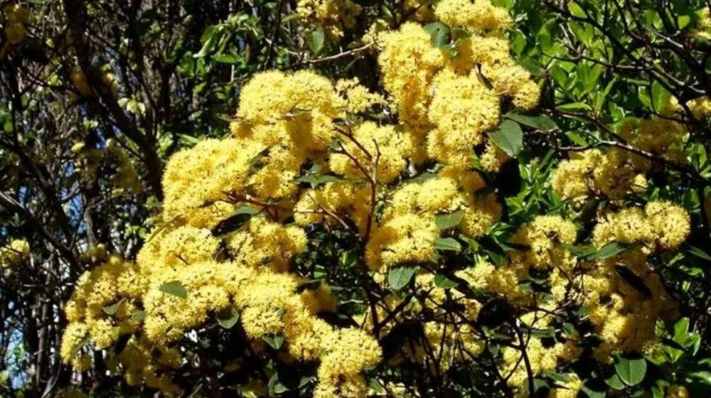 Six native plants used in Māori medicine and their benefits — Tīwaiwaka