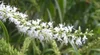 Six native plants used in Māori medicine and their benefits — Tīwaiwaka