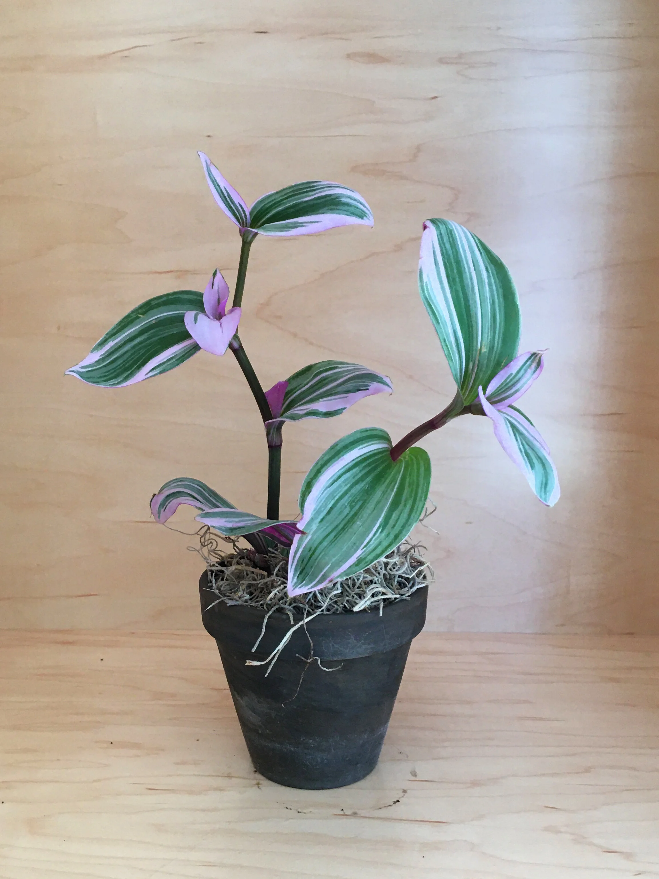 KINKA Plants — KinKa