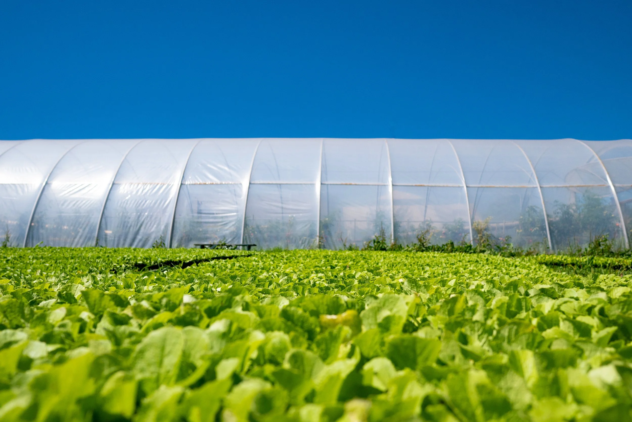 Greenhouse: 24 Foot Kit | Extra Large Greenhouse for Sale — Oregon ...