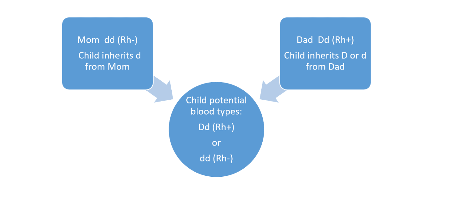 Blood Type Inheritance — Carter BloodCare Specialty Services