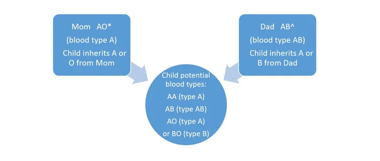 Blood Type Inheritance — Carter BloodCare Specialty Services