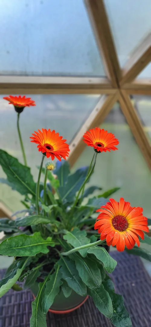 Glass Pods — Snowdon Domes