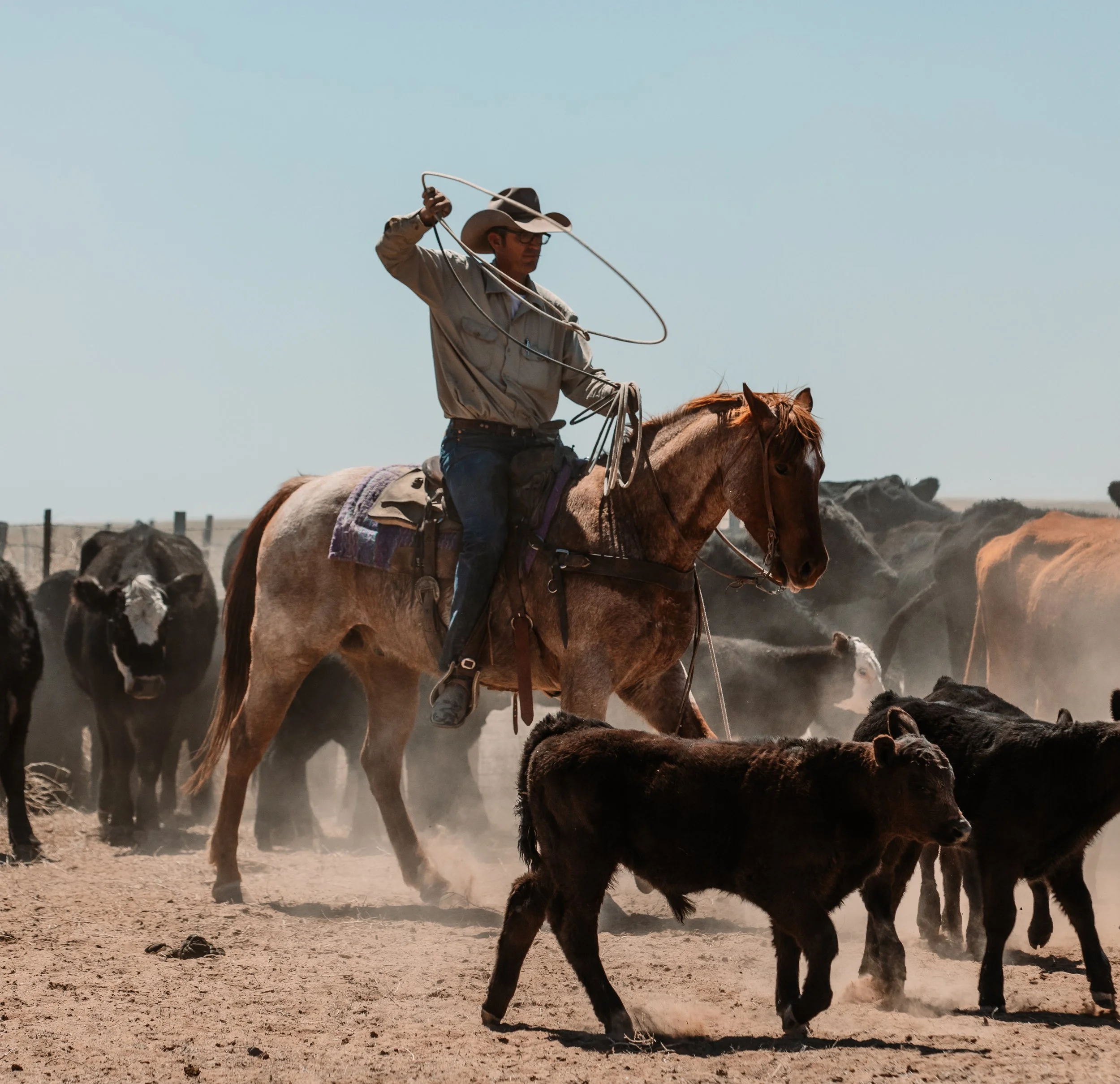 Ranch Geldings — Legacy Ranch Horse Sale