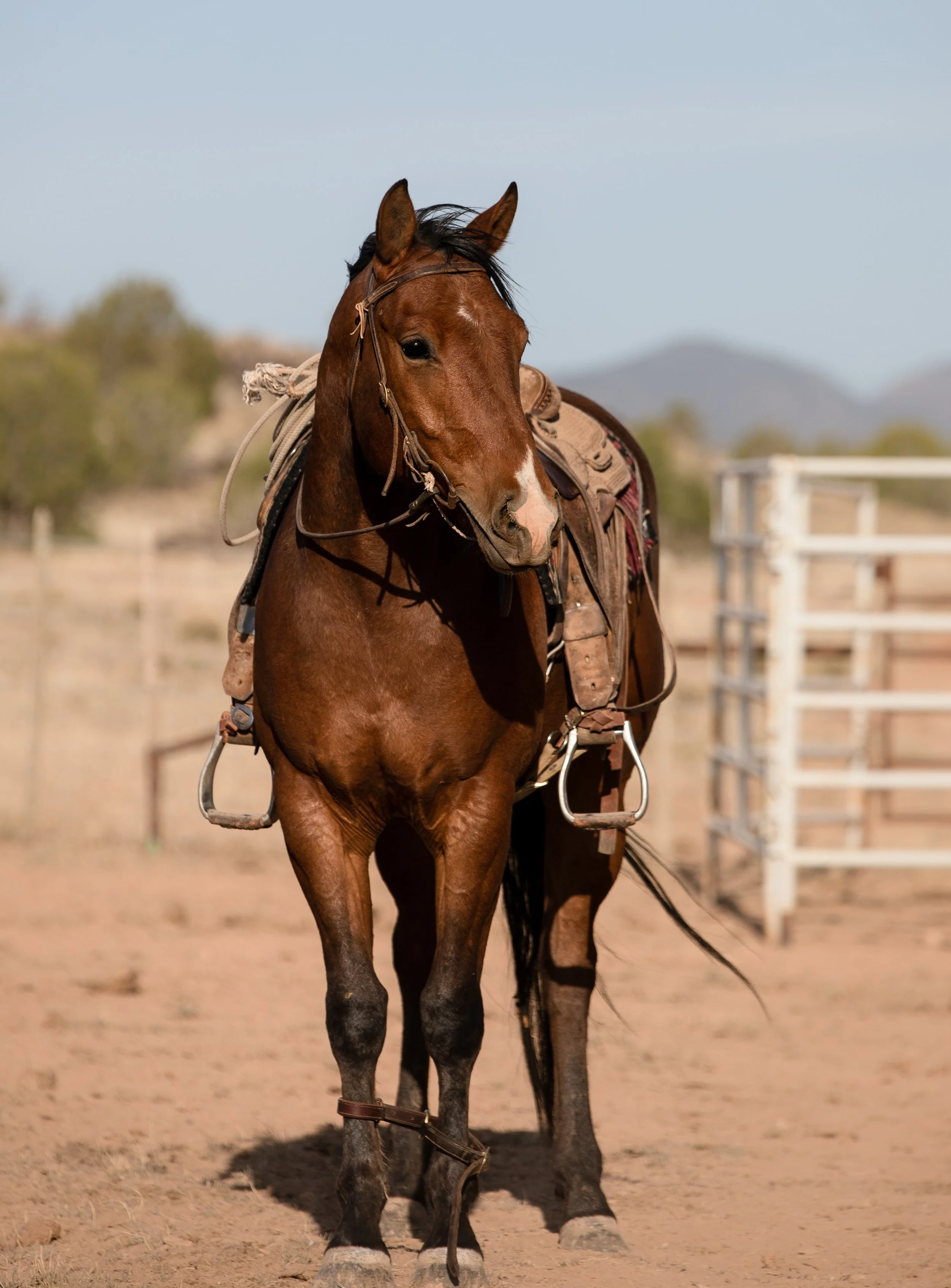 Ranch Geldings — Legacy Ranch Horse Sale