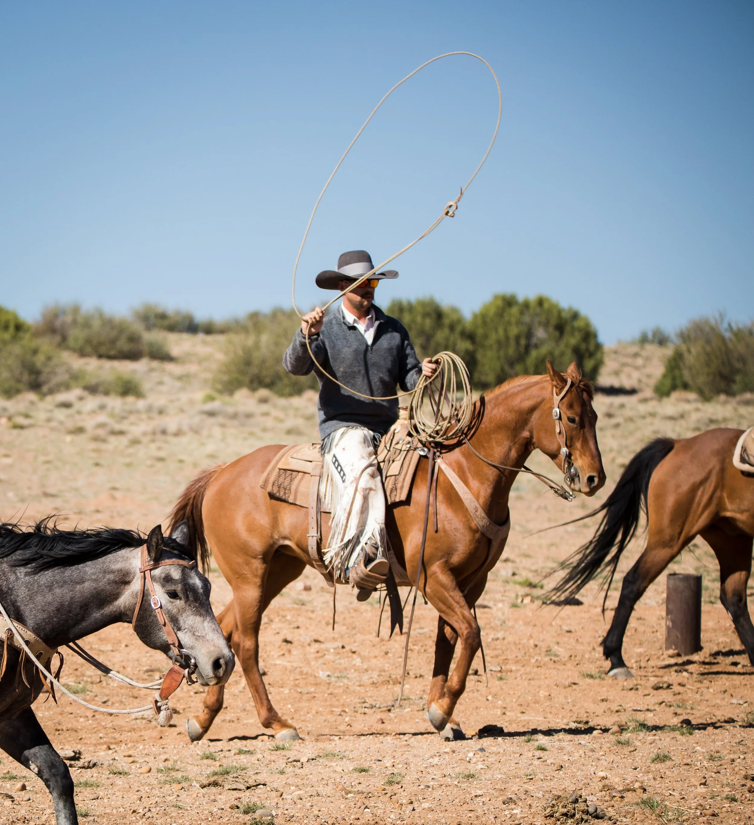 Ranch mares offered for sale at the Legacy Ranch Horse Sale — Legacy ...