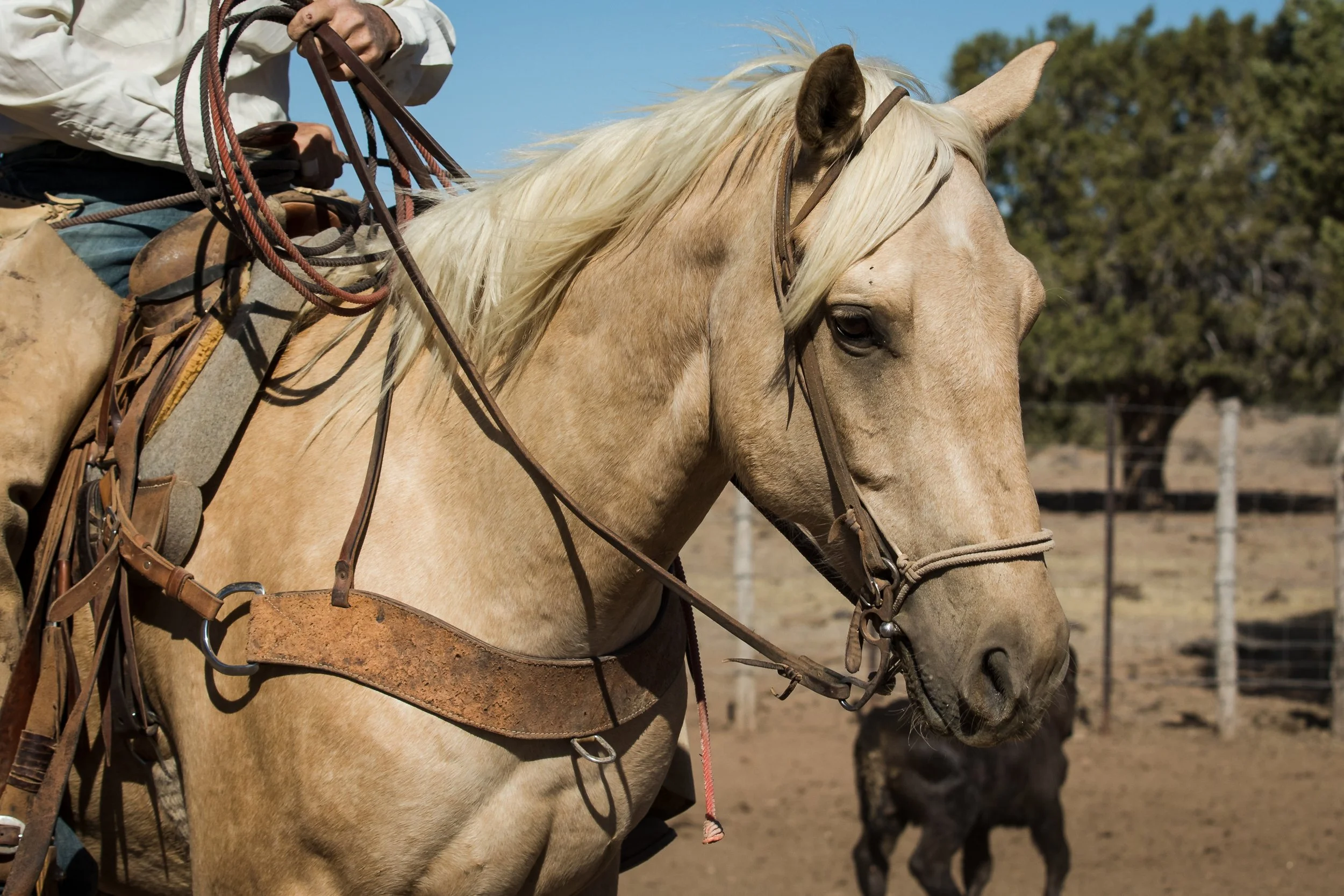 Ranch Geldings — Legacy Ranch Horse Sale