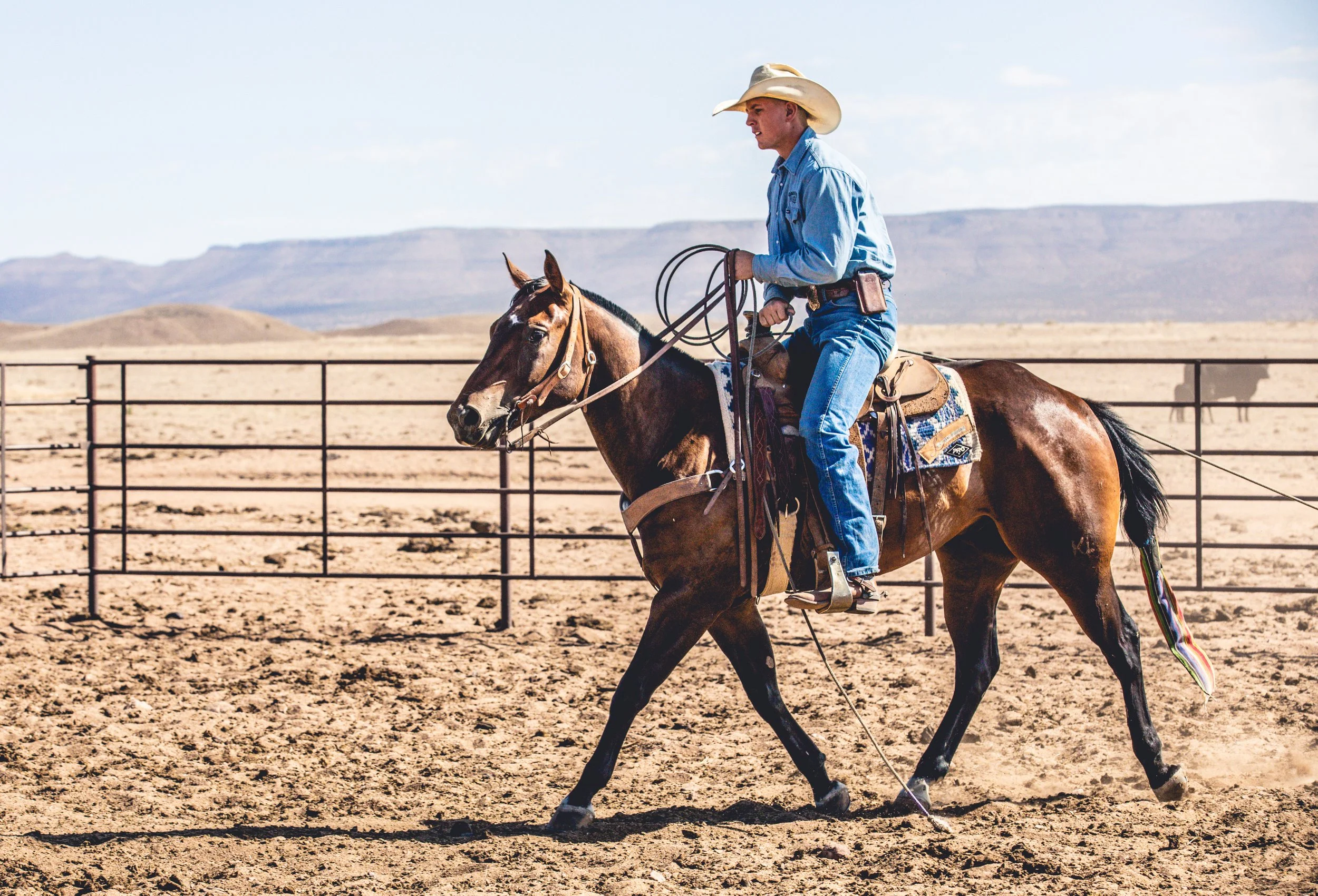 Ranch Geldings — Legacy Ranch Horse Sale