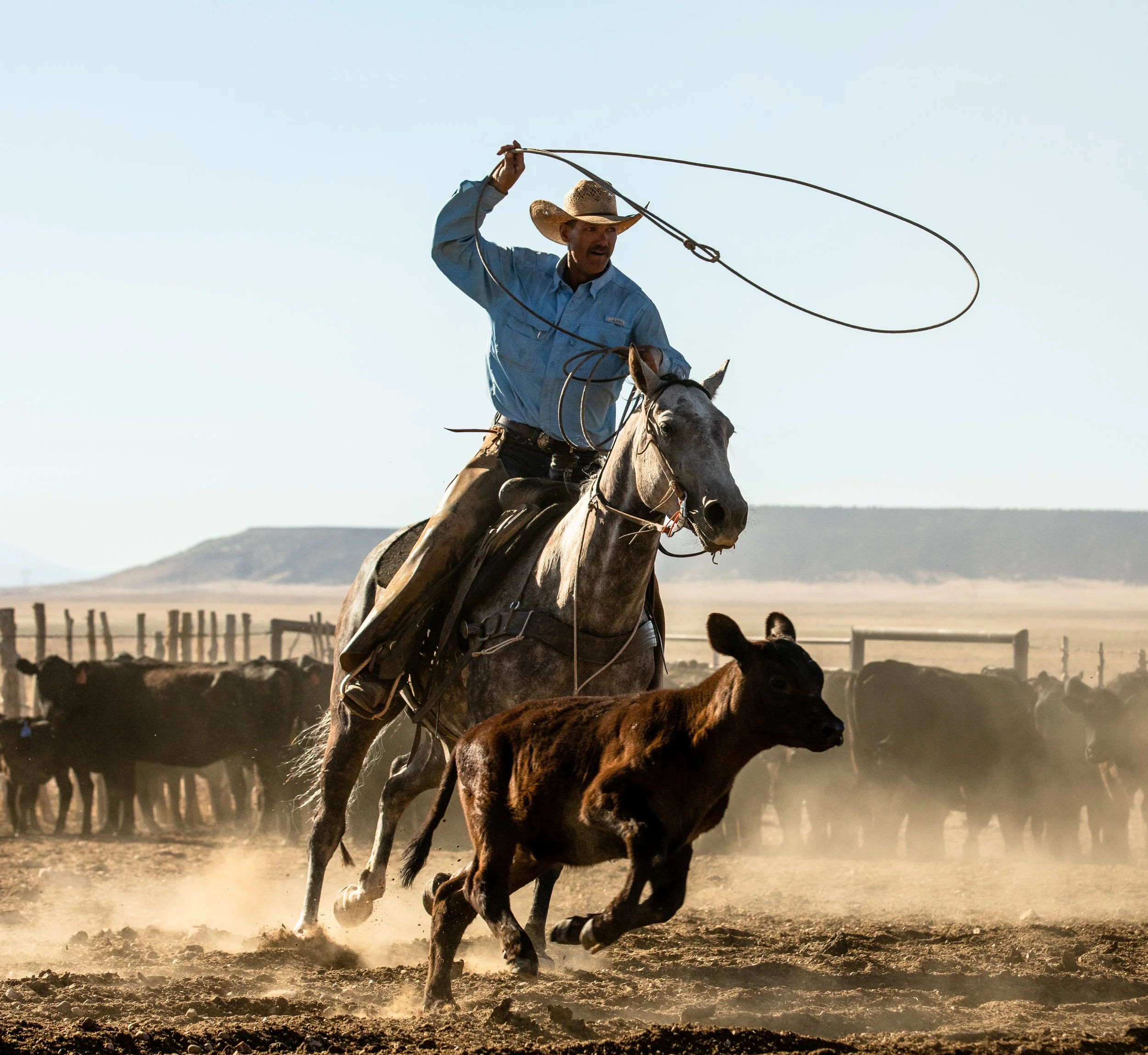 Ranch Geldings — Legacy Ranch Horse Sale