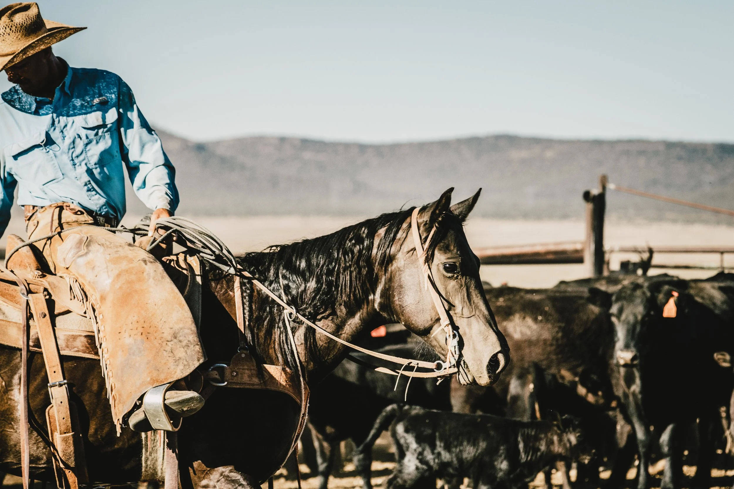 Ranch Employee Consignments — Legacy Ranch Horse Sale