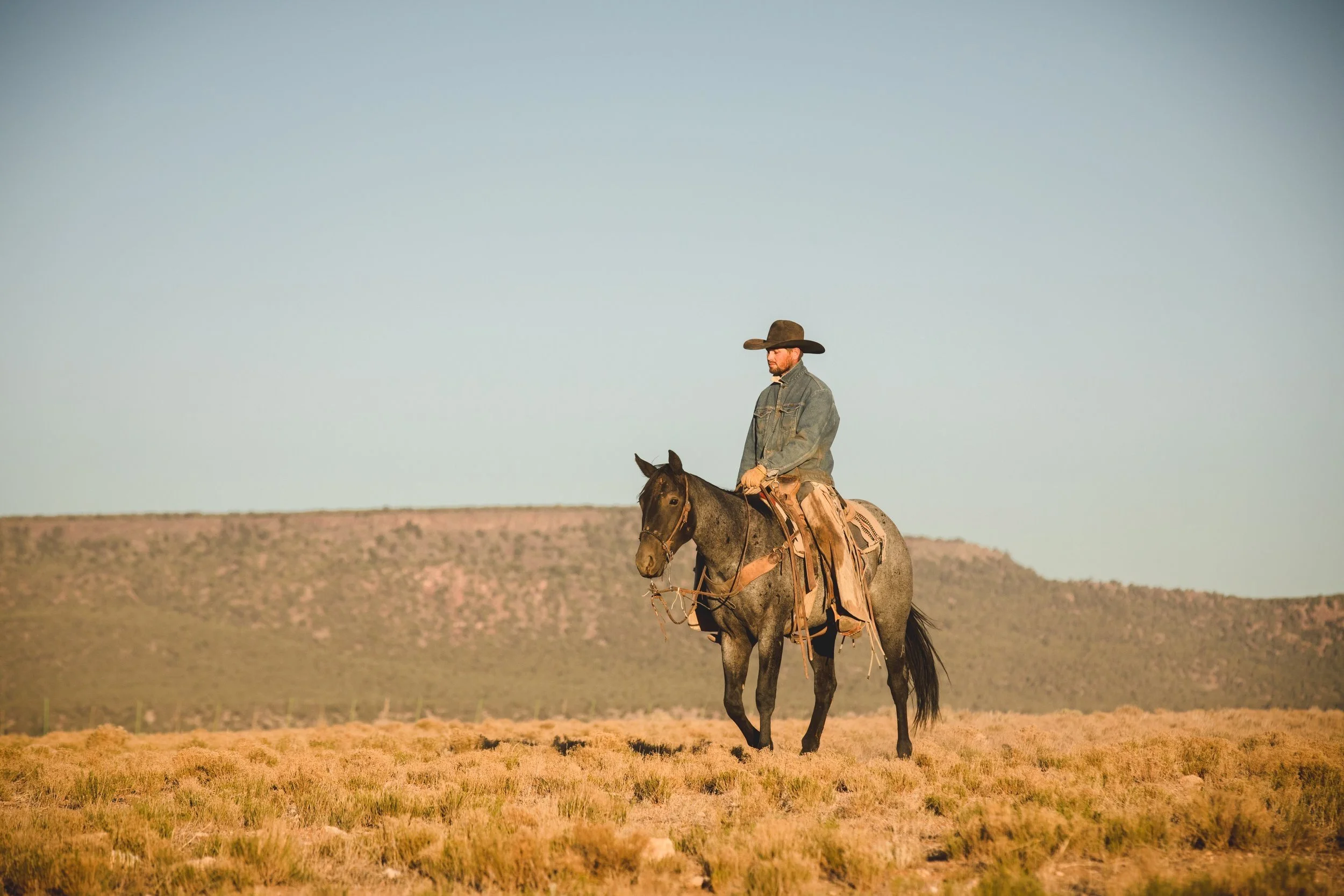 Ranch Geldings — Legacy Ranch Horse Sale